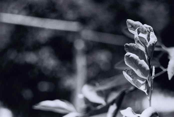 Film stock review: Efke KB-25 in 35mm format | EMULSIVE