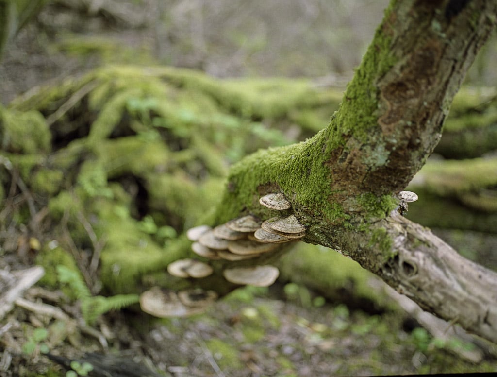 5 Frames... With Fuji Reala 100 (EI 100 / 120 format / Mamiya 645 1000S ...