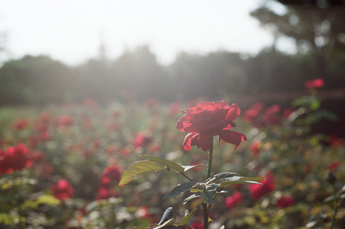 Film stock review: Comparing Kodak ColorPlus 200 and Fuji Fujicolor ...