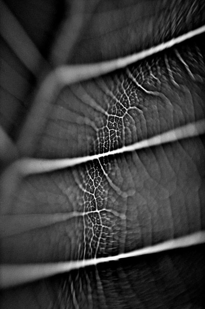 Film stock review: Efke KB-25 in 35mm format - EMULSIVE