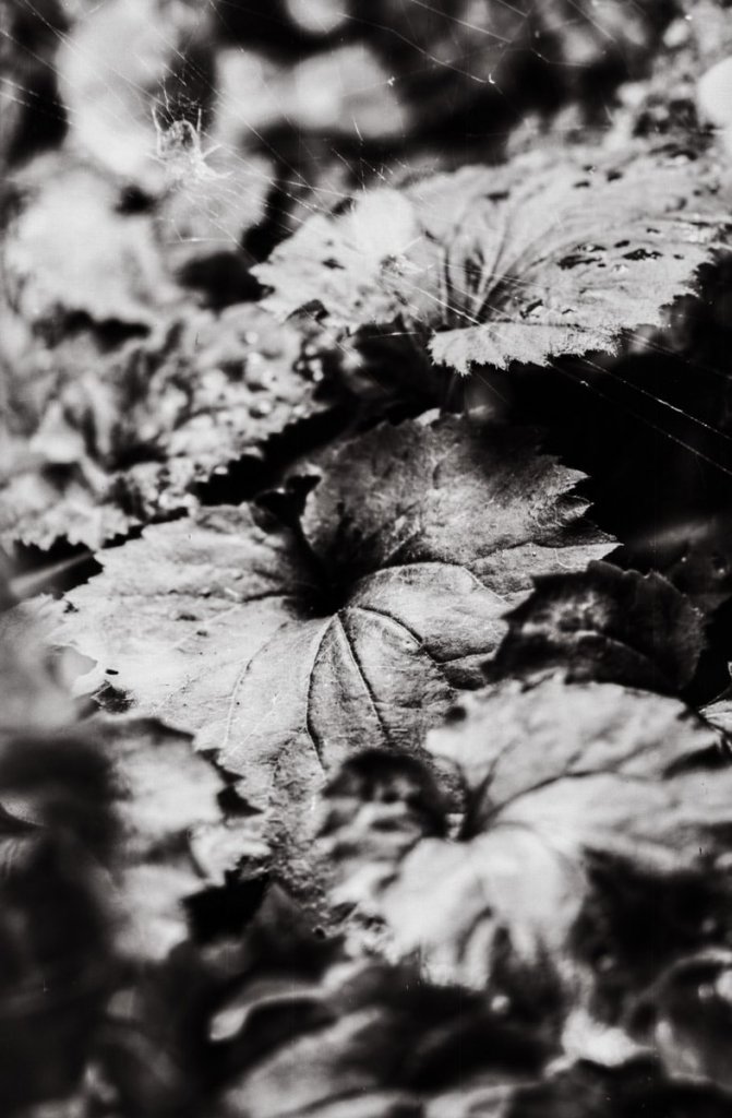 Film stock review: A new film from Fuji? Introducing Fuji Super HR-20 ...