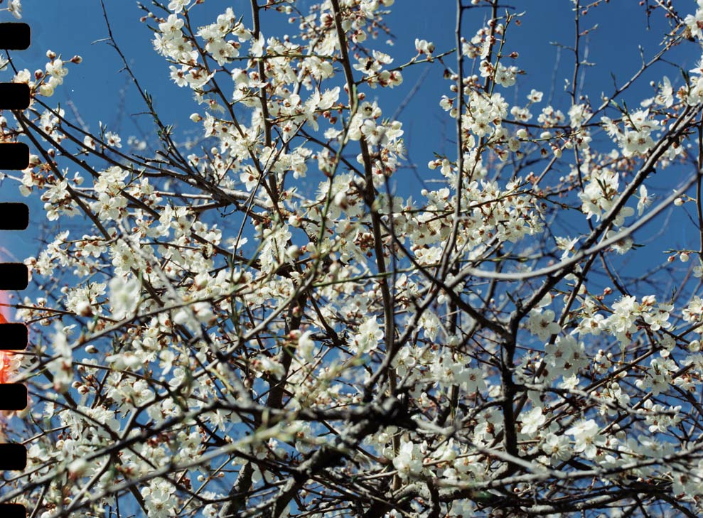 5 Frames... With Kodak VISION3 250D 5207 (EI 200 / 120 format / Pentax ...