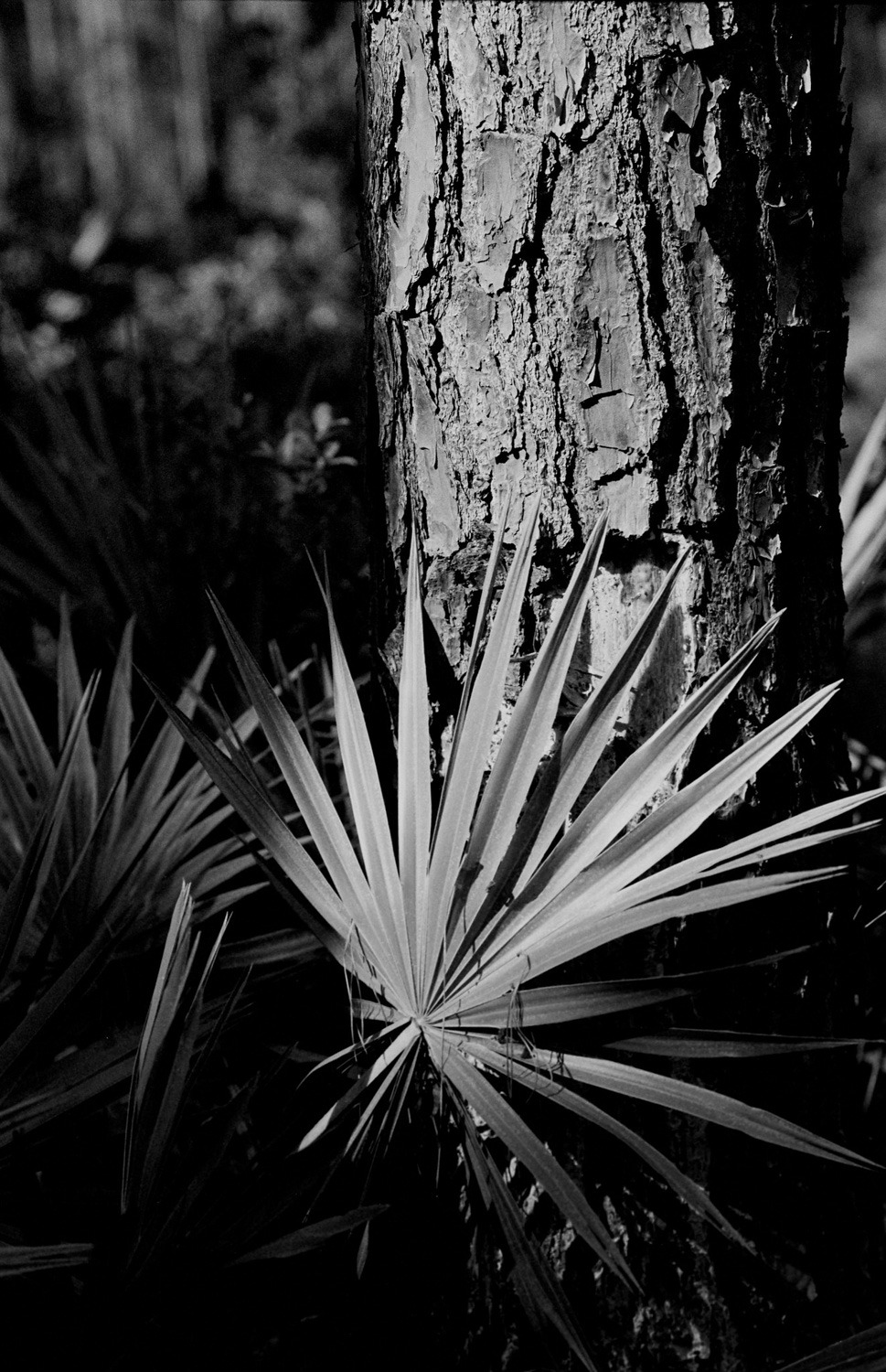 5 Frames... With Ultrafine eXtreme 400 (EI 400 / 35mm format / Nikon F4 ...