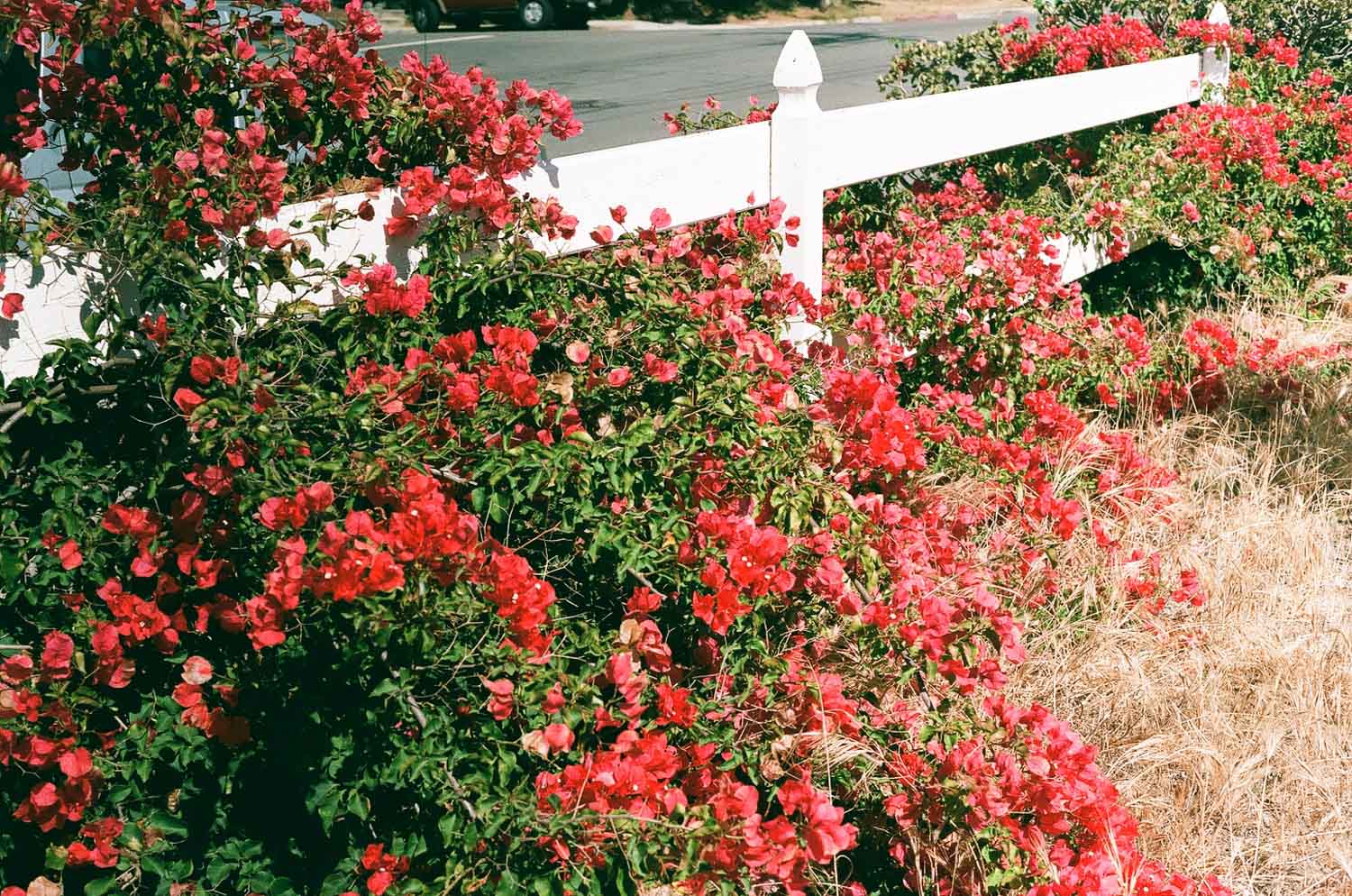 Film review: Kodak Gold 200 vs Fujicolor C200 comparison - EMULSIVE