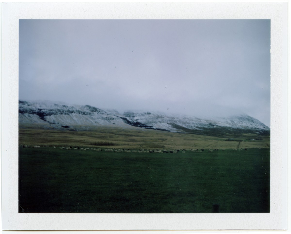 5 Frames... With Fujifilm FP-100C (Polaroid 340 Land Camera) - EMULSIVE