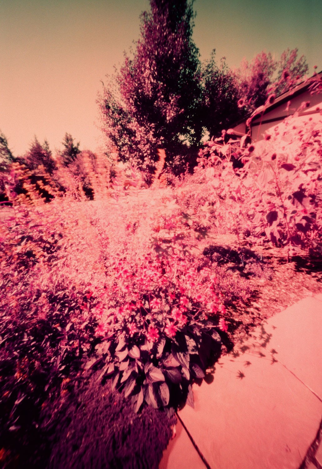 What I’ve learned from my LomoChrome Purple XR 100-400 experiences: A ...