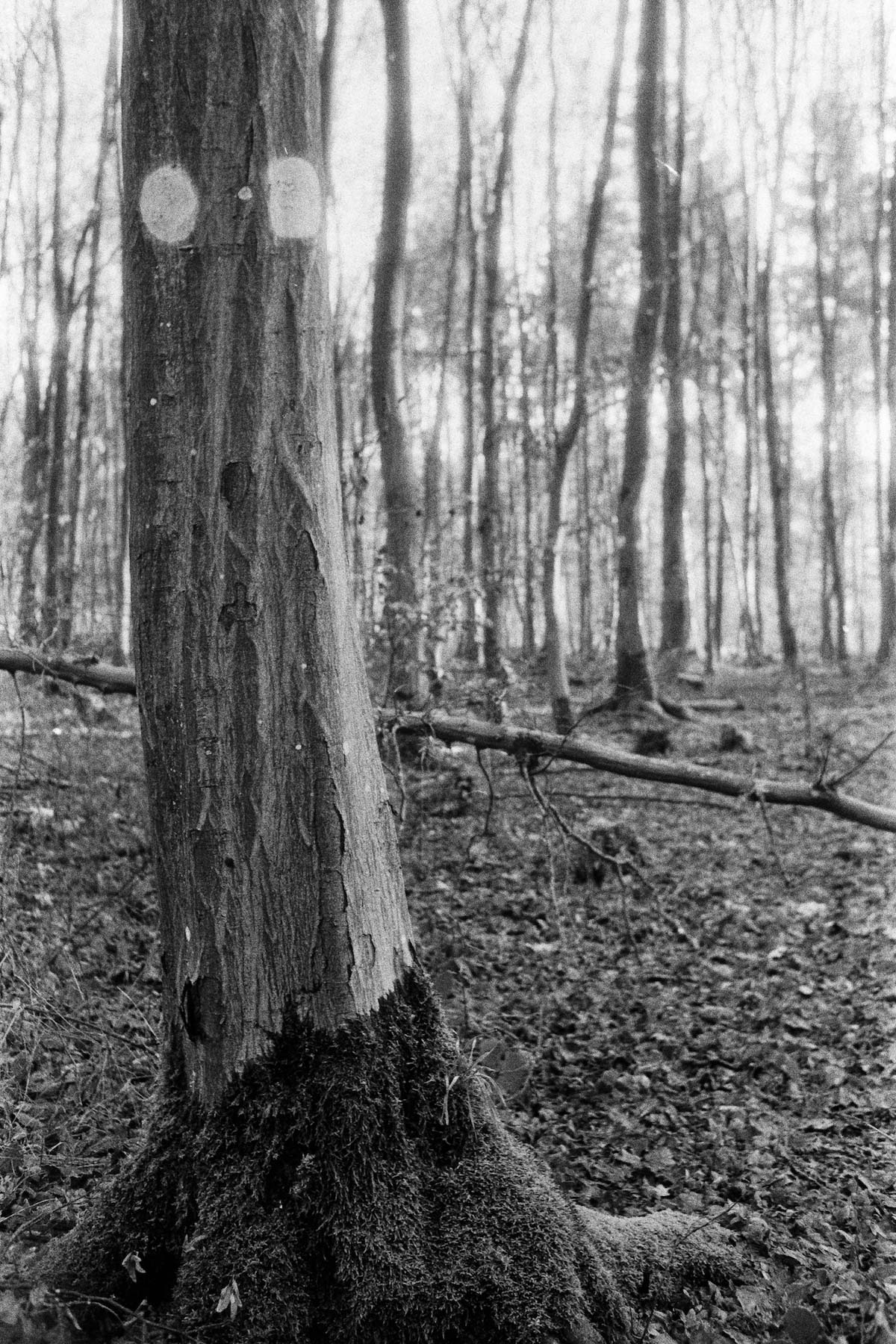 5 Frames... With Film Washi F (EI 100 / 35mm format / Rollei 35TE ...