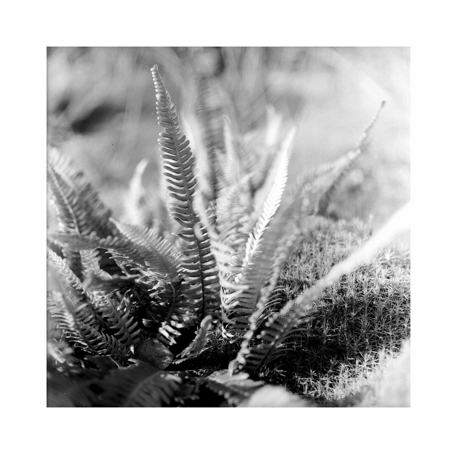 5 Frames... With Kosmo Foto Mono 100 (EI 100 / 120 format / Mamiya C220 ...