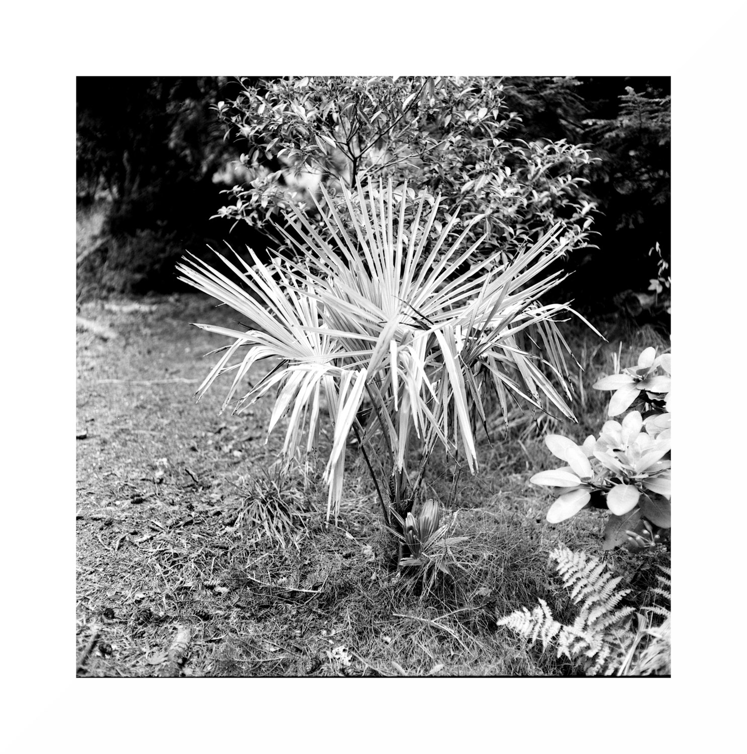 5 Frames... With Kosmo Foto Mono 100 (EI 100 / 120 format / Mamiya C220 ...
