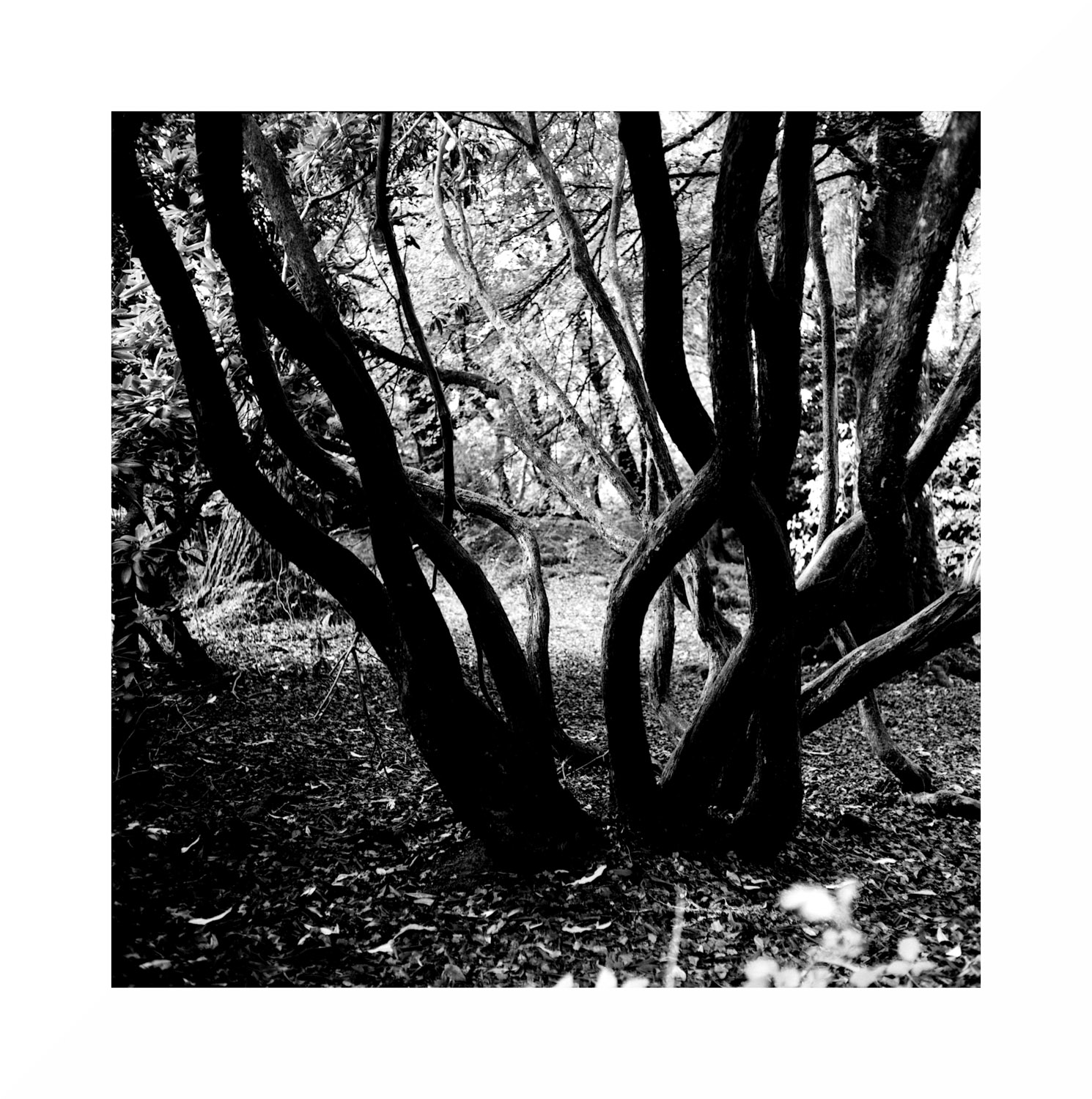 5 Frames... With Kosmo Foto Mono 100 (EI 100 / 120 format / Mamiya C220 ...
