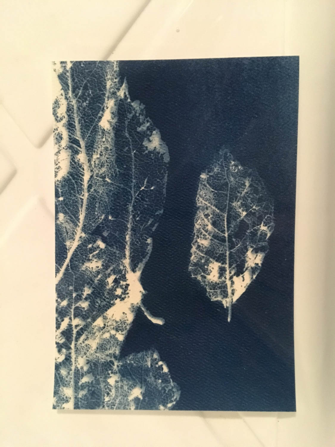 5 Frames... With a Liquid Cyanotype Kit on Fluid Cold Press Finish ...