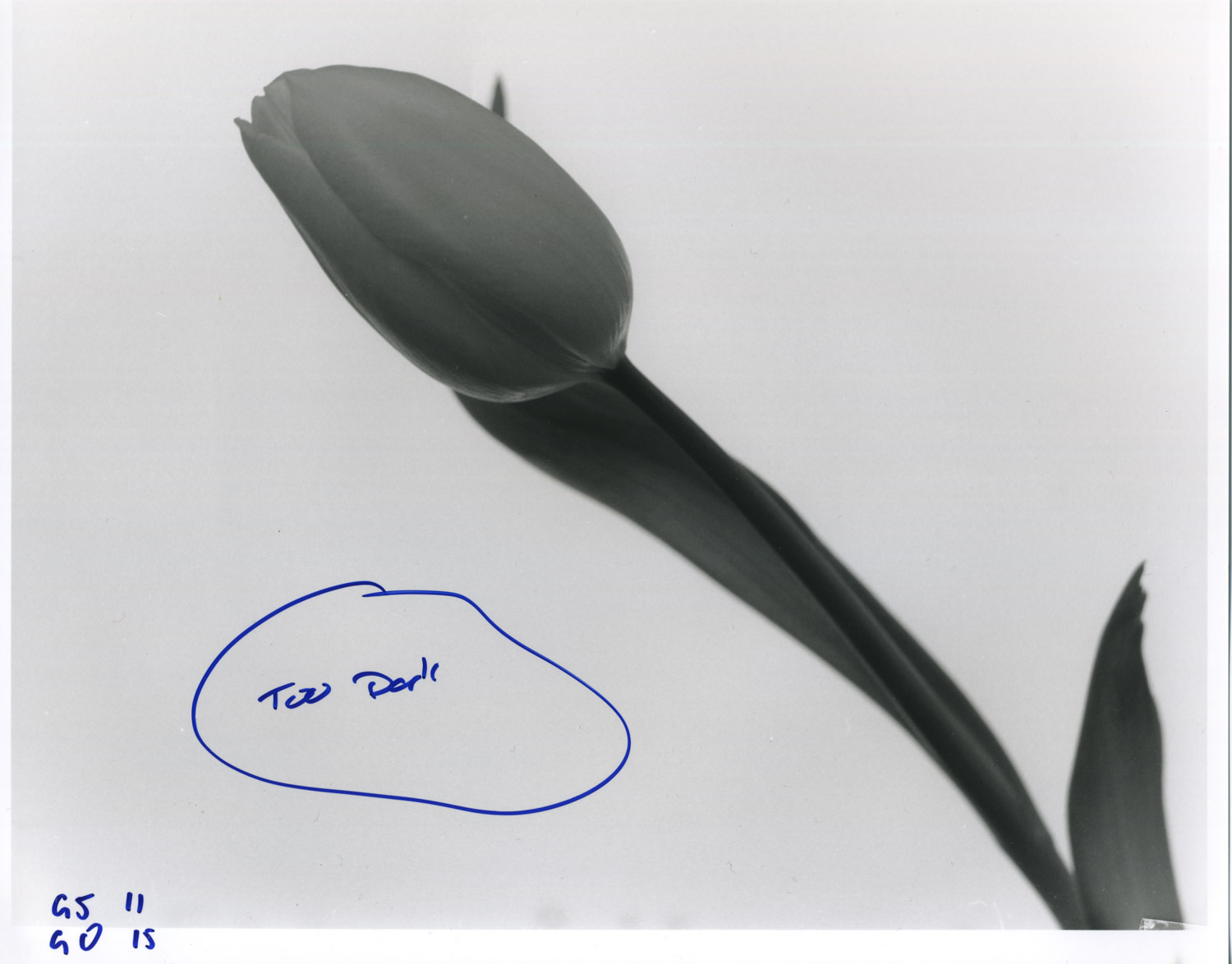 Trying out solarisation in the darkroom - EMULSIVE