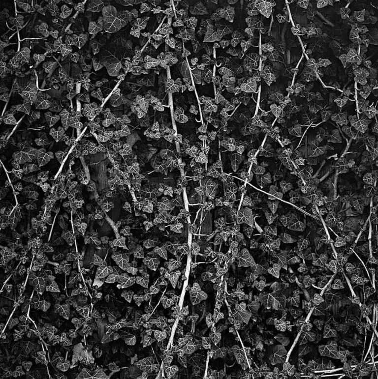 5 Frames... Of ILFORD FP4 PLUS with my new Contax clone (35mm format ...