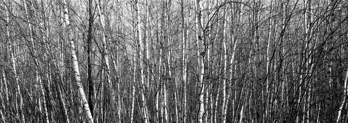 Another Hasselblad XPan alternative: Introducing the PressPan - EMULSIVE