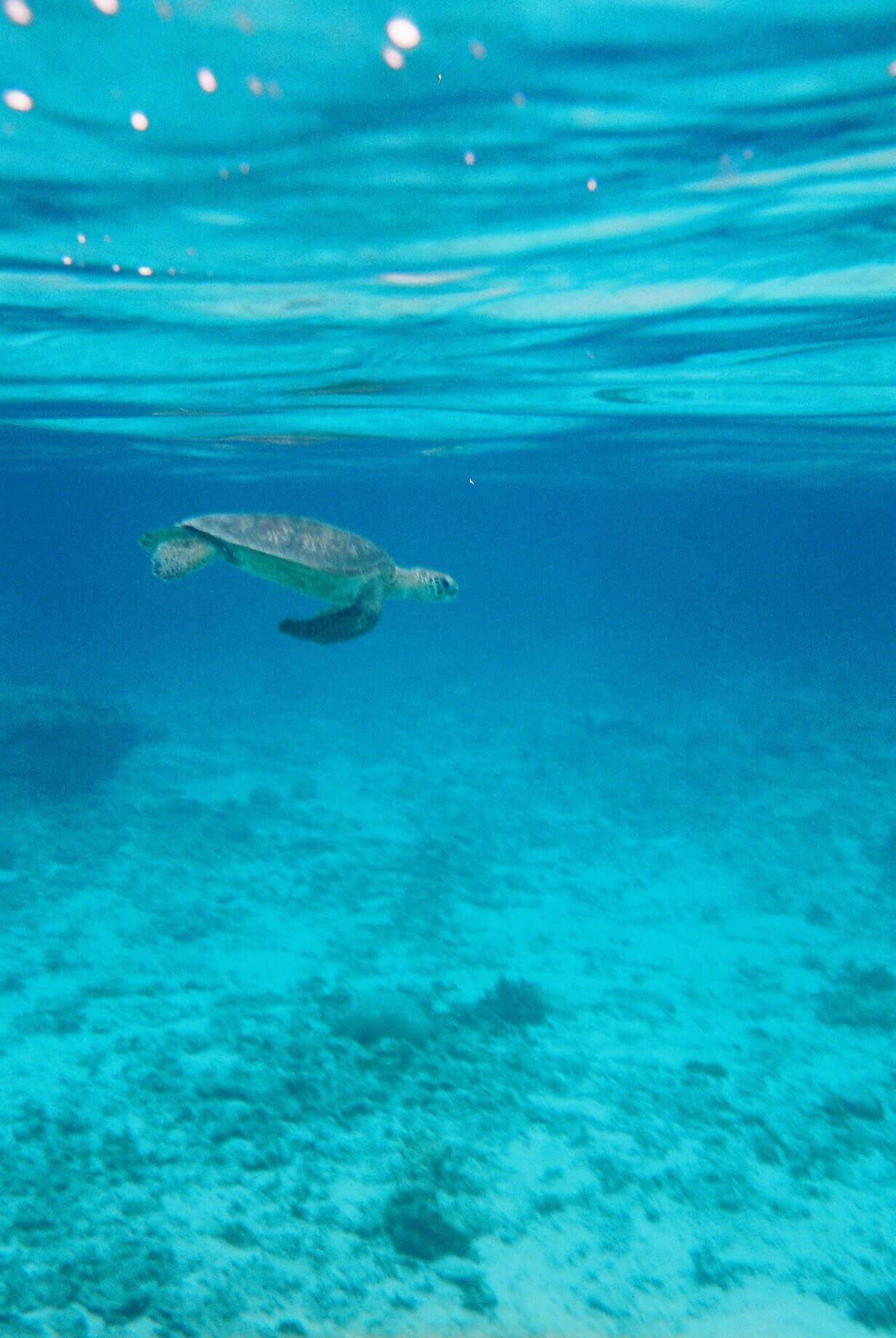 The Nikonos V: The underwater & on-land adventure camera - EMULSIVE
