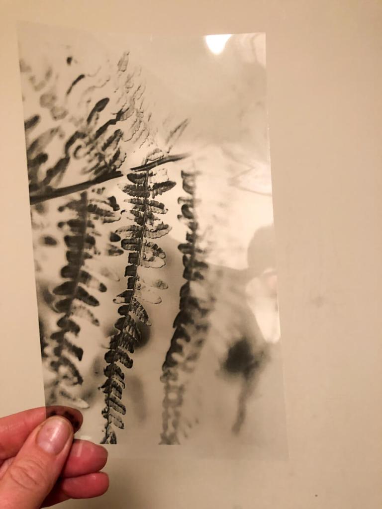 5 Frames... Of acetate negative cyanotypes, with a ‘How-To’ so you can ...