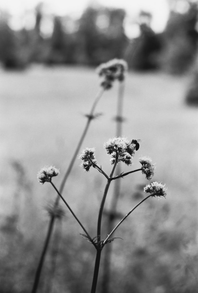 Film review: ADOX HR-50, a high-resolution film with a boost - EMULSIVE