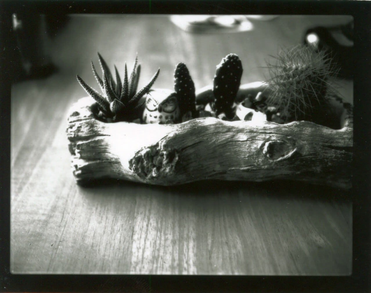 How-to: Shoot paper negatives with a Polaroid pack film Land Camera ...