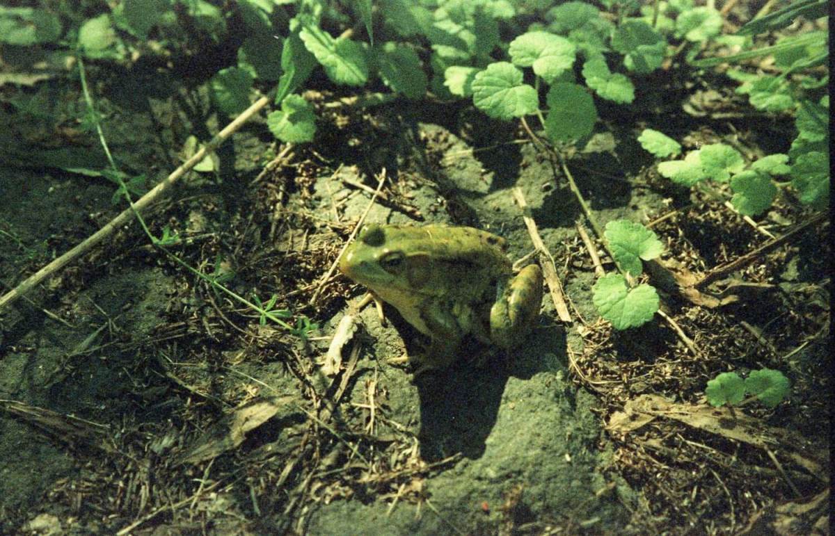 Kodak "dinosaur" film: A photo set 65 million years in the making... On ...